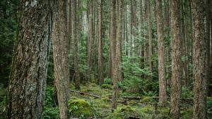 Will Pallet Wood Rot? - Woodworking Street